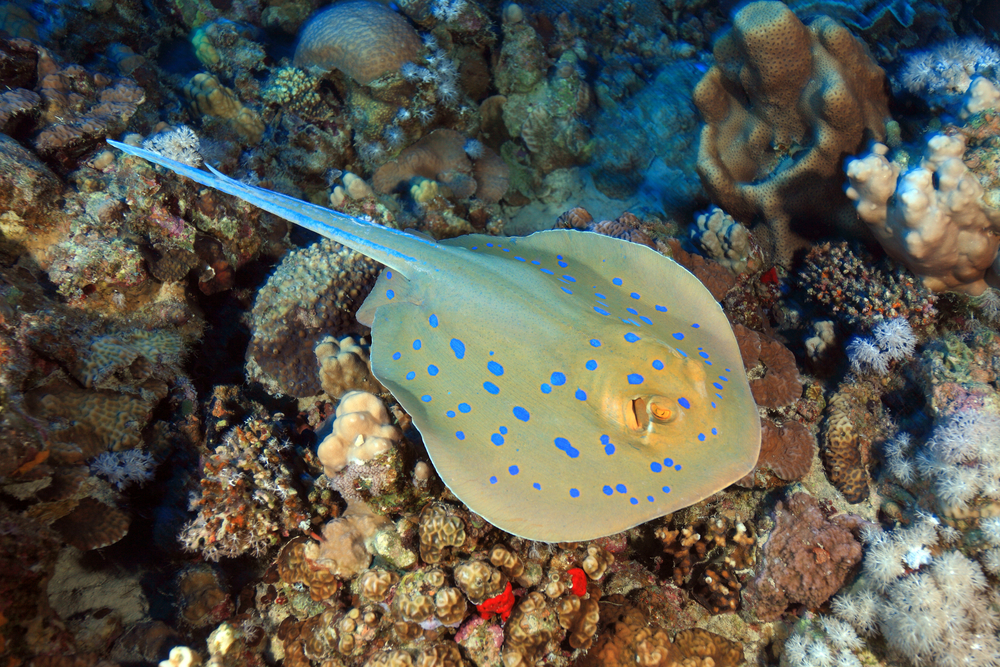 stingray spines – I heart stingrays